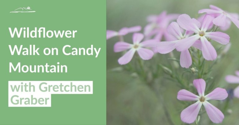 Wildflower Walk with Gretchen Graber - Friends of Badger Mountain